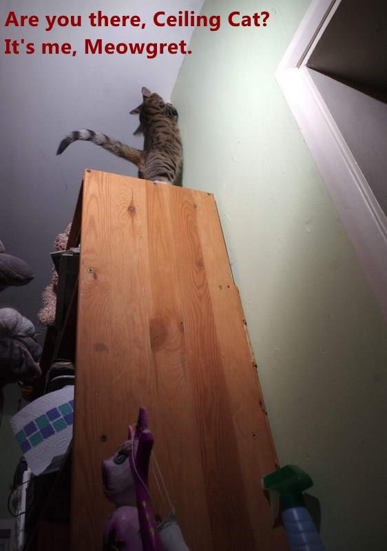 Are you there, Ceiling Cat? - Lolcats - lol | cat memes | funny cats ...
