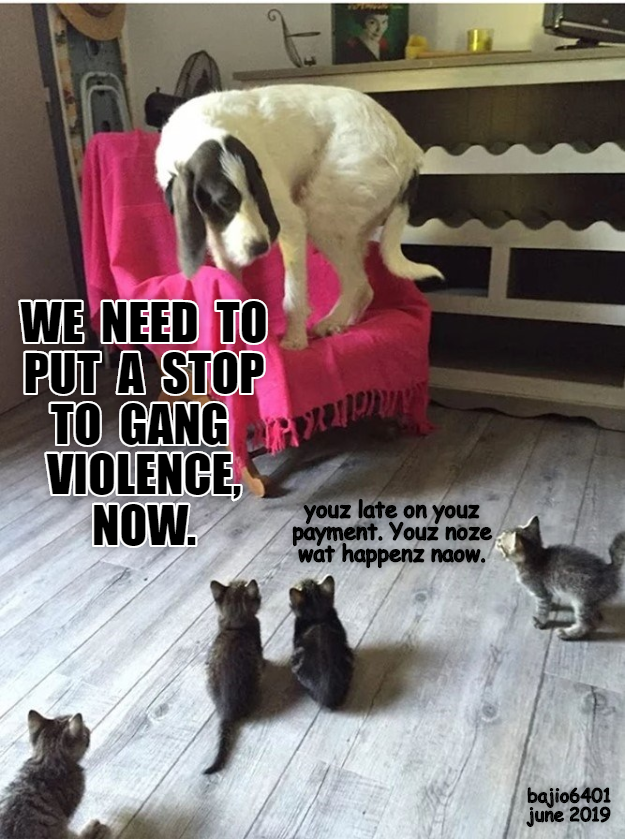 LET'S DO IT FOR THE DOG'S SAKE - Lolcats - lol | cat memes | funny cats ...
