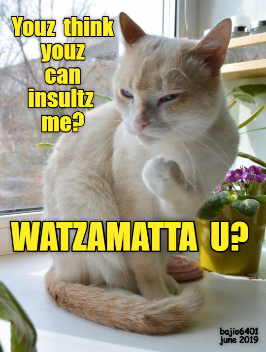 YOU MAKING A BIG MISTAKE - Lolcats - lol | cat memes | funny cats ...