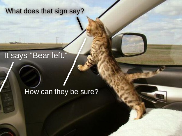 "Bear left" - Lolcats - lol | cat memes | funny cats | funny cat ...