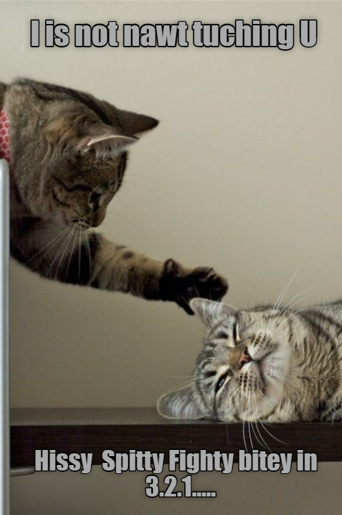 Let sleeping cats lie - Lolcats - lol | cat memes | funny cats | funny ...