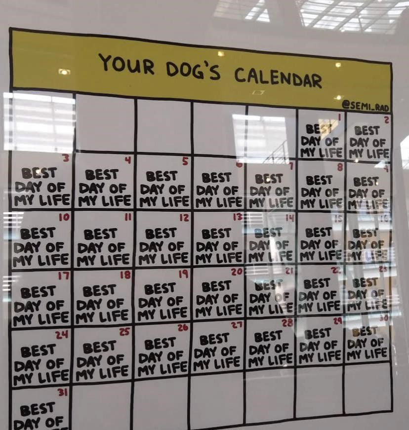 A Doggo's Life Calander - I Can Has Cheezburger?