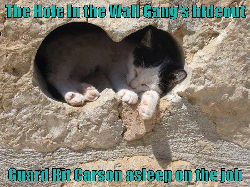 The Hole in the Wall - Lolcats - lol | cat memes | funny cats | funny ...