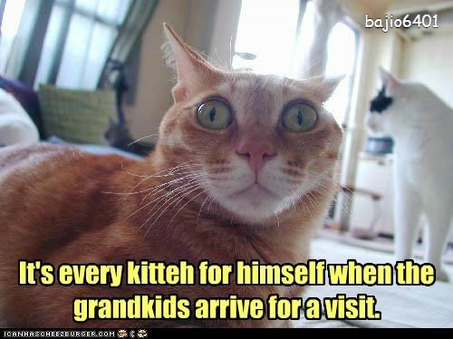 RED ALERT! RED ALERT! - Lolcats - lol | cat memes | funny cats | funny ...