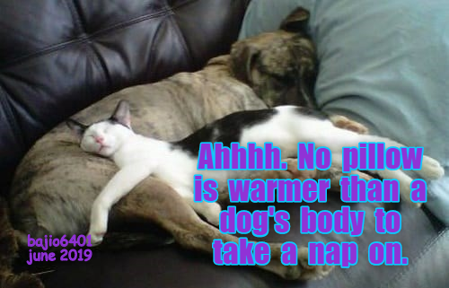 IT'S SO COZY - Lolcats - lol | cat memes | funny cats | funny cat ...