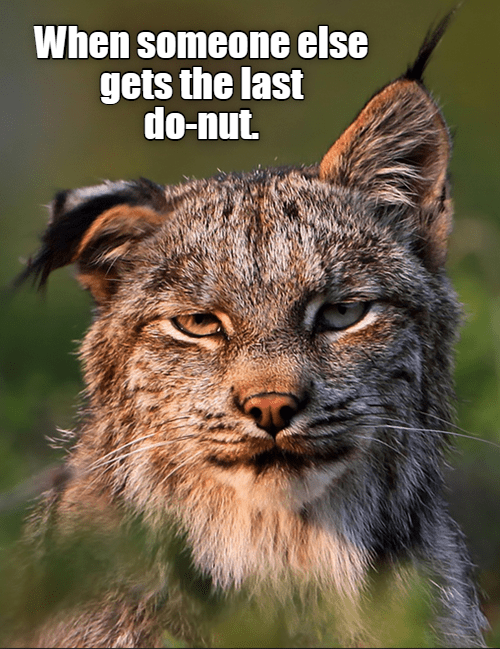 Darn - Animal Comedy - Animal Comedy, funny animals, animal gifs