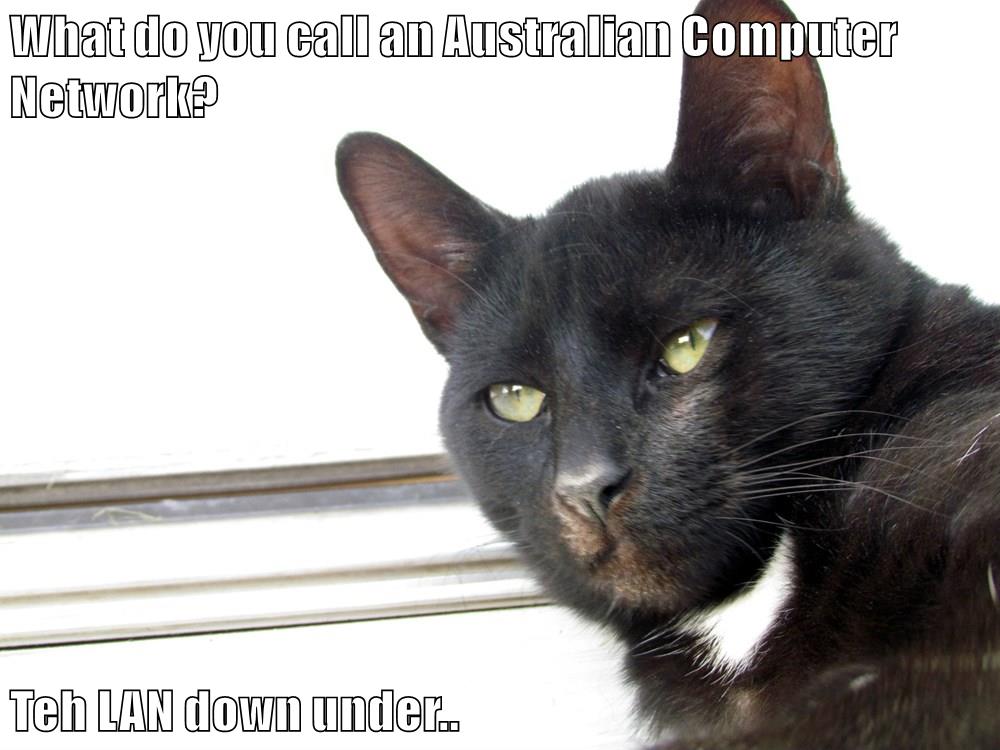 Australian Computer Network - Lolcats - lol | cat memes | funny cats ...