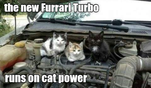 Cat power - Lolcats - lol | cat memes | funny cats | funny cat pictures ...