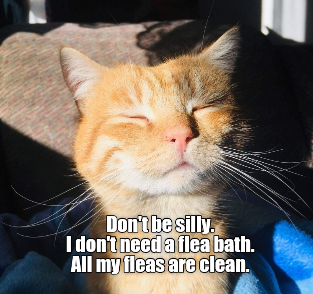All my fleas are clean - Lolcats - lol | cat memes | funny cats | funny ...