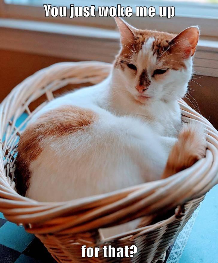 For that?!? - Lolcats - lol | cat memes | funny cats | funny cat ...