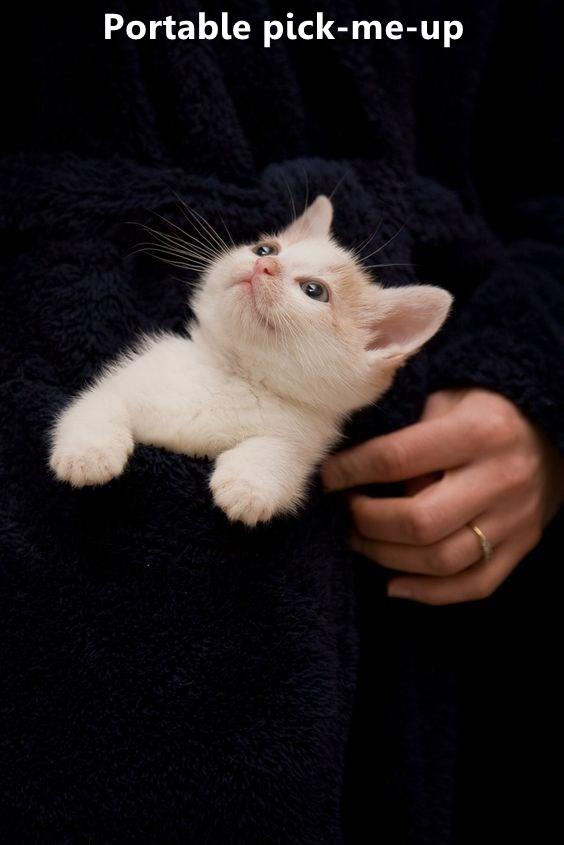 Portable pick-me-up - Lolcats - lol | cat memes | funny cats | funny ...