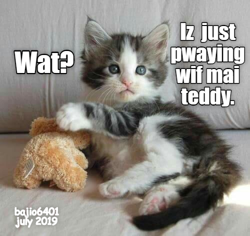 WHATCHA DOING? - Cats N' Kittens - Cat Pictures - Cute Kittens