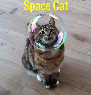 Space Force now has a mascot - Cats N' Kittens - Cat Pictures - Cute ...
