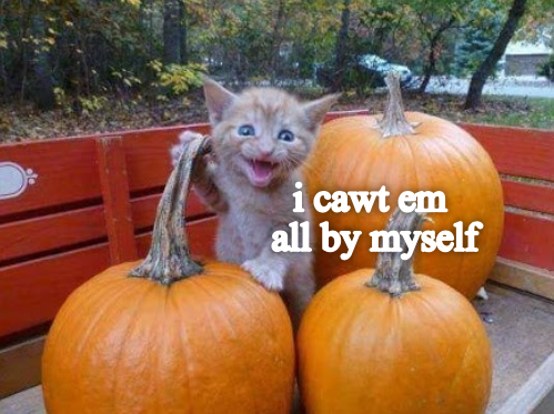 The Great Pumpkin Hunter - Lolcats - lol | cat memes | funny cats ...