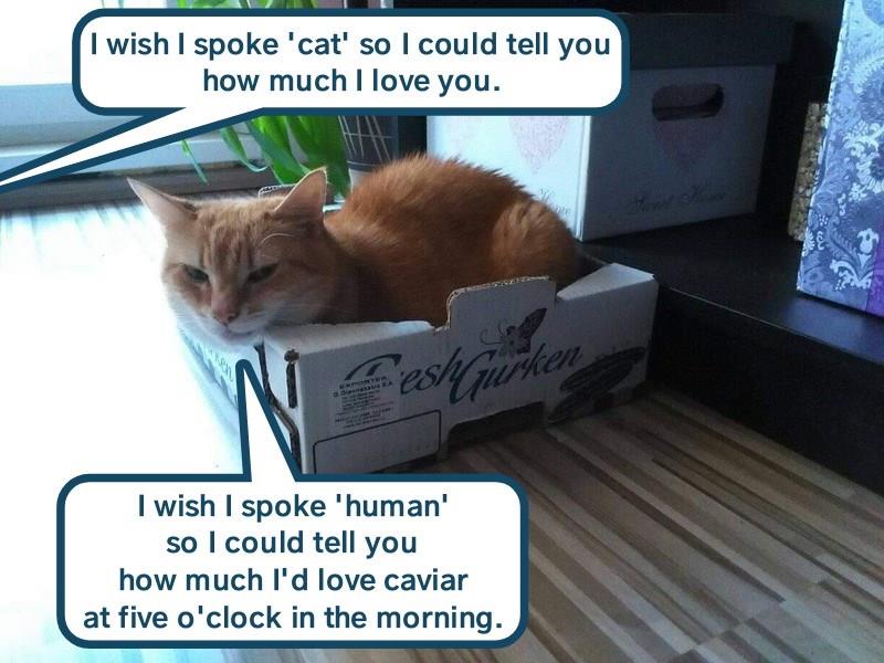 Lolcats - sarcasm - LOL at Funny Cat Memes - Funny cat pictures with ...