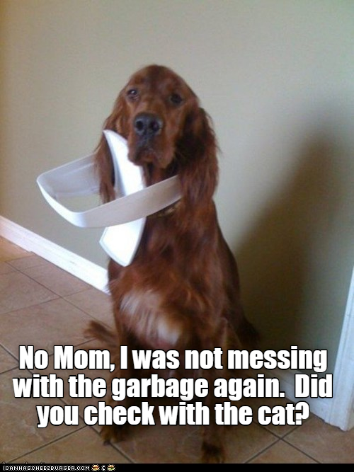 No. Not me - I Has A Hotdog - Dog Pictures - Funny pictures of dogs ...