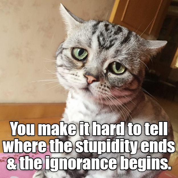 You're all gray area... - Lolcats - lol | cat memes | funny cats ...