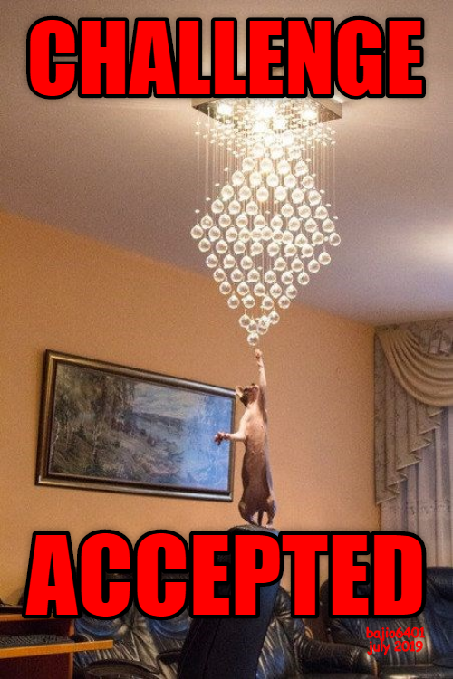 Lolcats - Challenge Accepted - LOL at Funny Cat Memes - Funny cat pictures with words on them ...