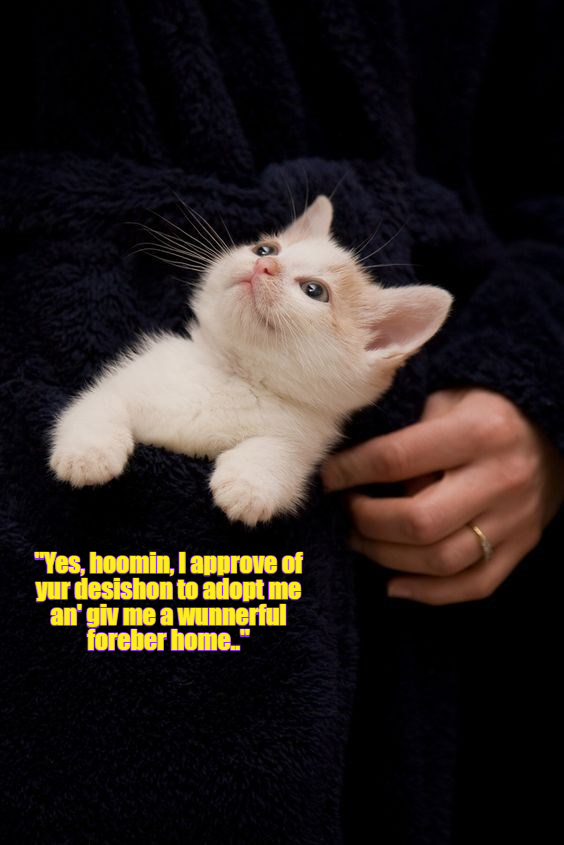 The seal of approval.. - Lolcats - lol | cat memes | funny cats | funny ...