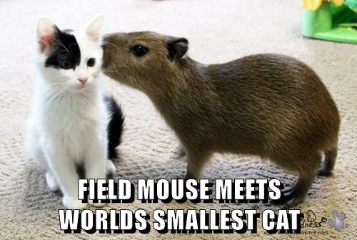 FIELD MOUSE MEETS WORLDS SMALLEST CAT - Lolcats - lol | cat memes ...