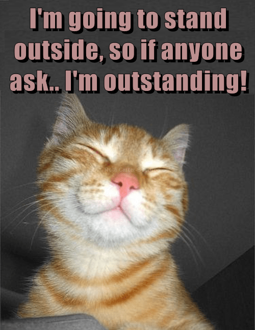If anyone ask... - Lolcats - lol | cat memes | funny cats | funny cat ...