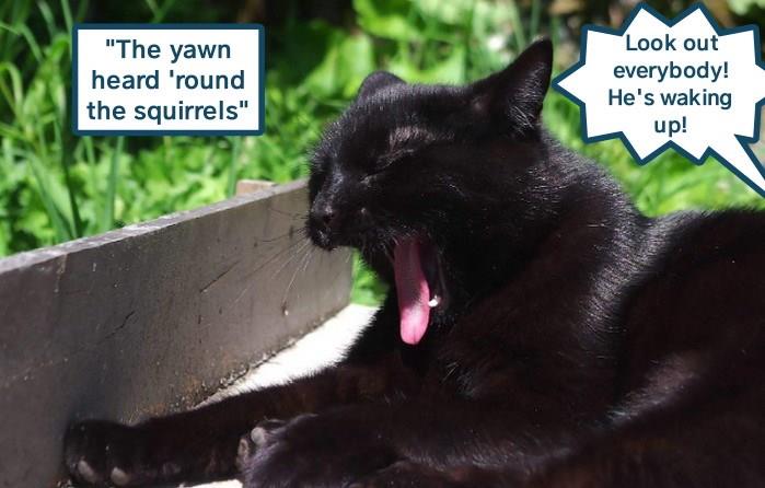 In the garden, the lush green garden... - Lolcats - lol | cat memes ...