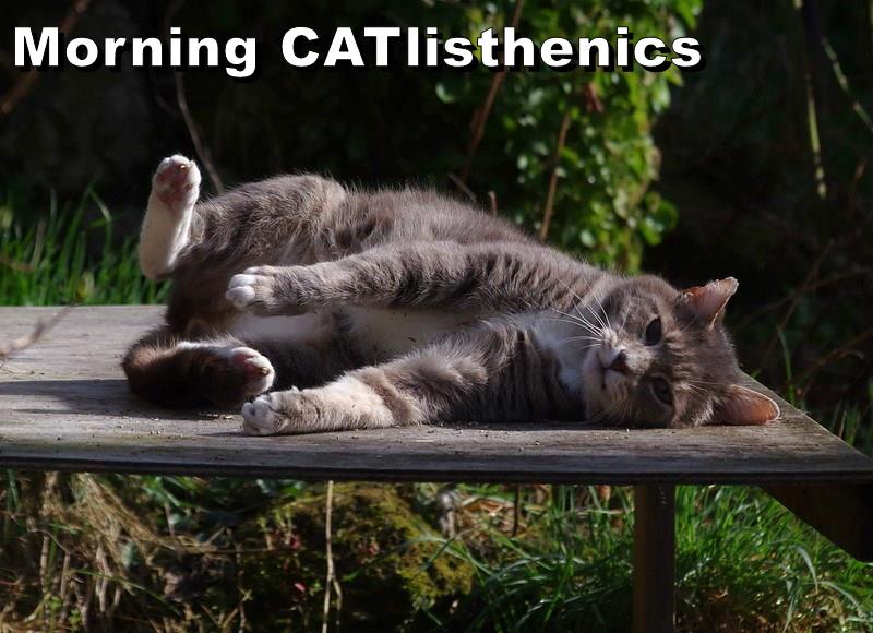 Morning CATlisthenics - Lolcats - lol | cat memes | funny cats | funny ...