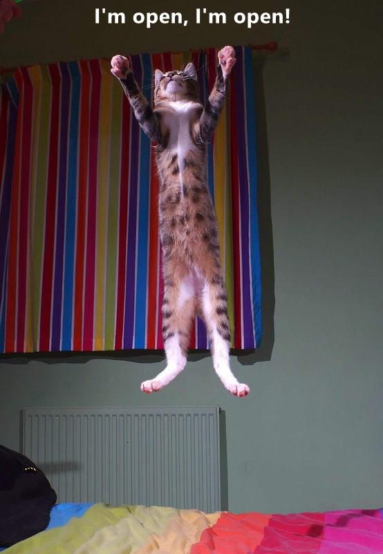 I'm open, I'm open! - Lolcats - lol | cat memes | funny cats | funny ...