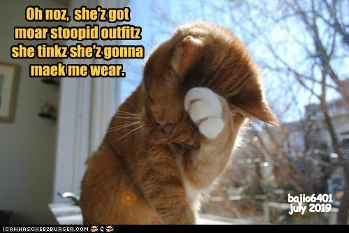 I'LL BE SO EMBARRASSED - Lolcats - lol | cat memes | funny cats | funny ...