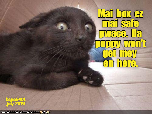 I'M SAFE HERE - Lolcats - lol | cat memes | funny cats | funny cat ...