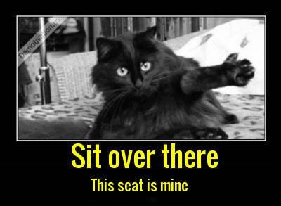 "This is MY chair" - Lolcats - lol | cat memes | funny cats | funny cat ...