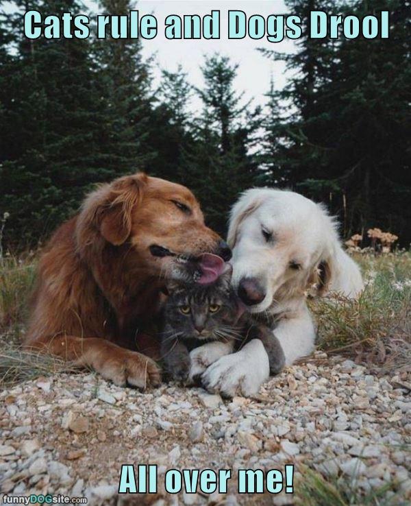 All over me! - Lolcats - lol | cat memes | funny cats | funny cat ...