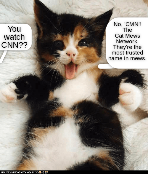 Cat T.V. - Lolcats - lol | cat memes | funny cats | funny cat pictures ...