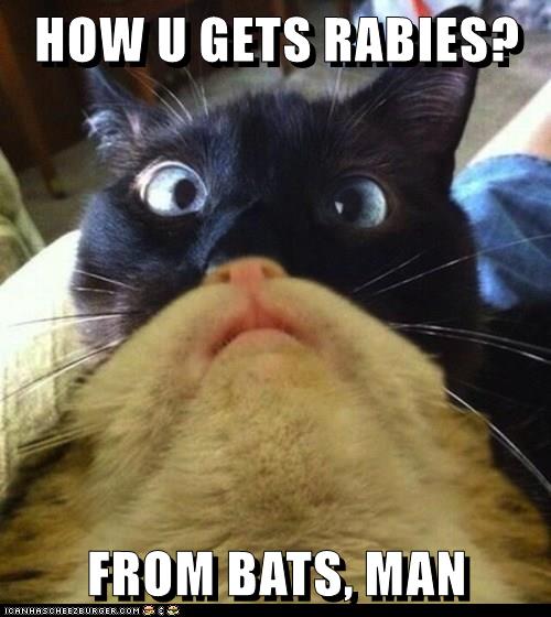 HOW U GETS RABIES? - Lolcats - lol | cat memes | funny cats | funny cat ...