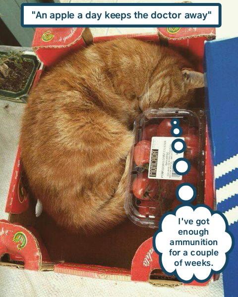 Don't need thumbs to throw - Lolcats - lol | cat memes | funny cats ...