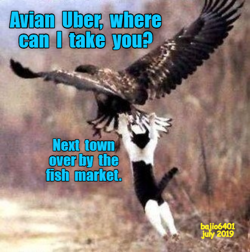 EVERYONE IS GETTING INTO THE UBER ACT - Lolcats - lol | cat memes ...