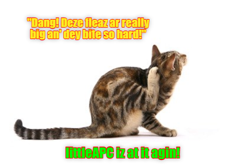 littleAPC is very familiar with the fleas of her native Canada ...