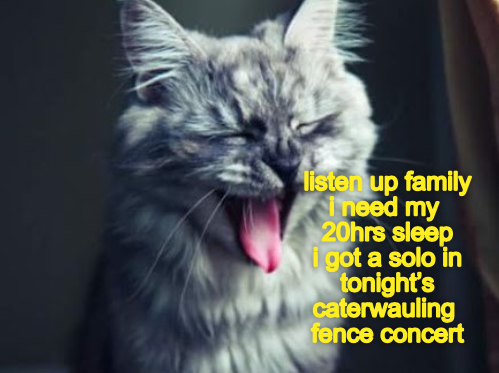 Cat Needs His Rest - Lolcats - lol | cat memes | funny cats | funny cat ...