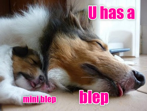 Blep blep bleppity blep - I Has A Hotdog - Dog Pictures - Funny ...
