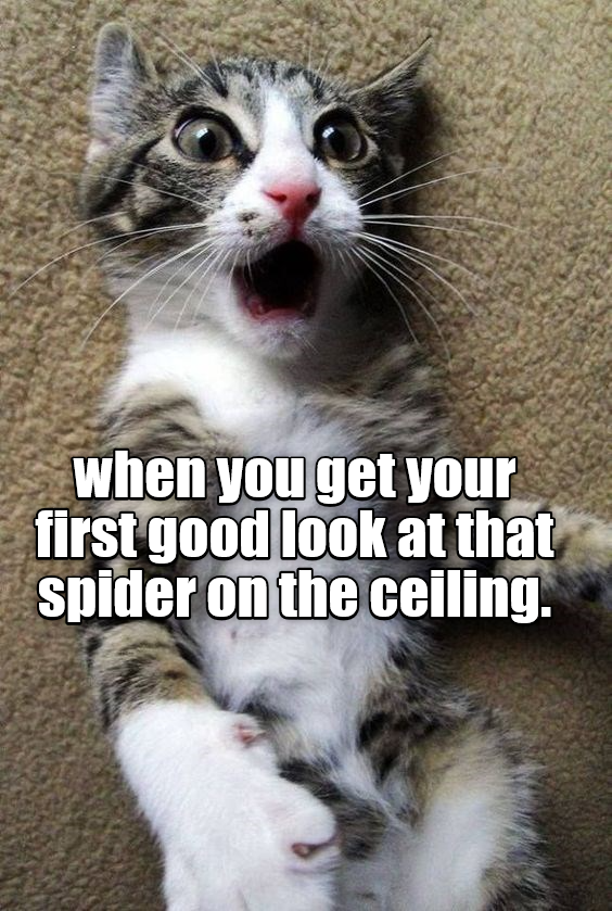 When you get your first good look - Lolcats - lol | cat memes | funny ...