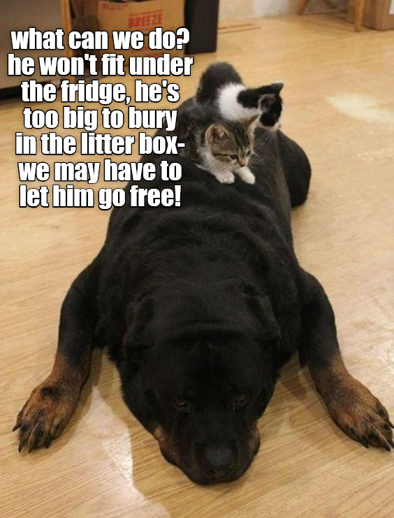 All our hard work... - Lolcats - lol | cat memes | funny cats | funny ...