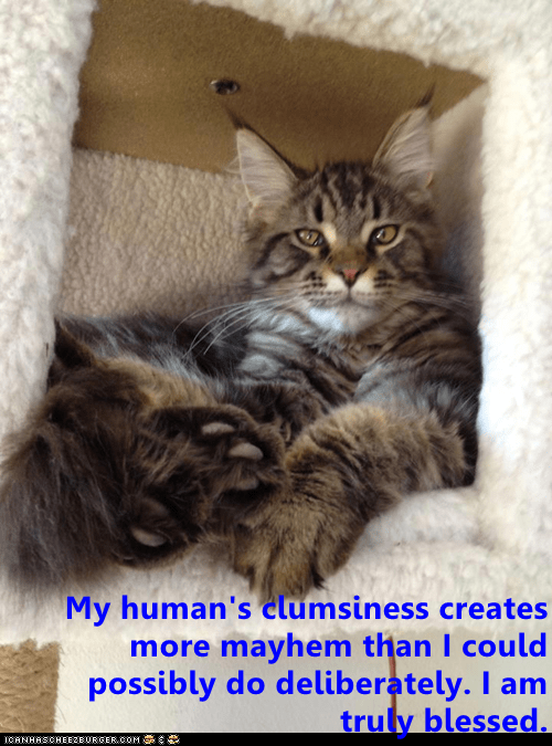 Truly blessed. - Lolcats - lol | cat memes | funny cats | funny cat ...