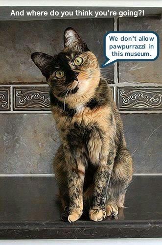 We have standards - Lolcats - lol | cat memes | funny cats | funny cat ...