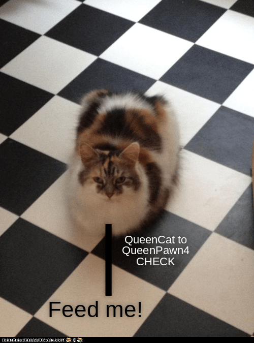 Checkmate - Lolcats - lol | cat memes | funny cats | funny cat pictures ...
