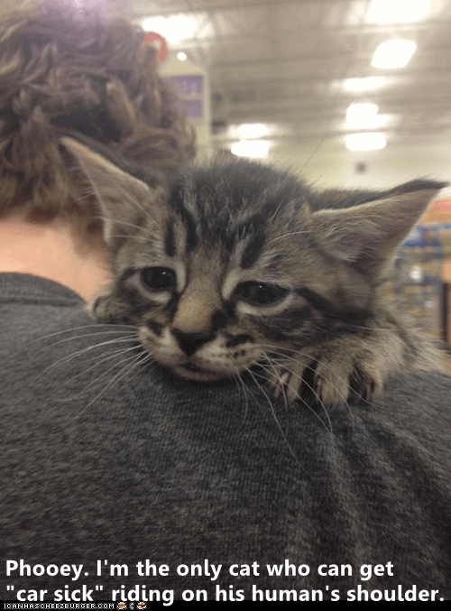 "car sick" - Lolcats - lol | cat memes | funny cats | funny cat ...