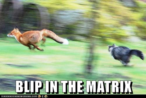 BLIP IN THE MATRIX - Animal Comedy - Animal Comedy, funny animals ...