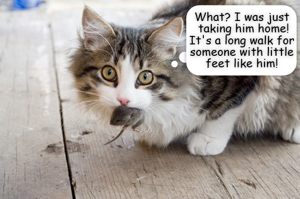 Helpful cat is helpful - Lolcats - lol | cat memes | funny cats | funny ...