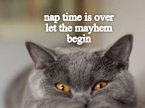 Your Cat’s Body Language - Lolcats - lol | cat memes | funny cats ...