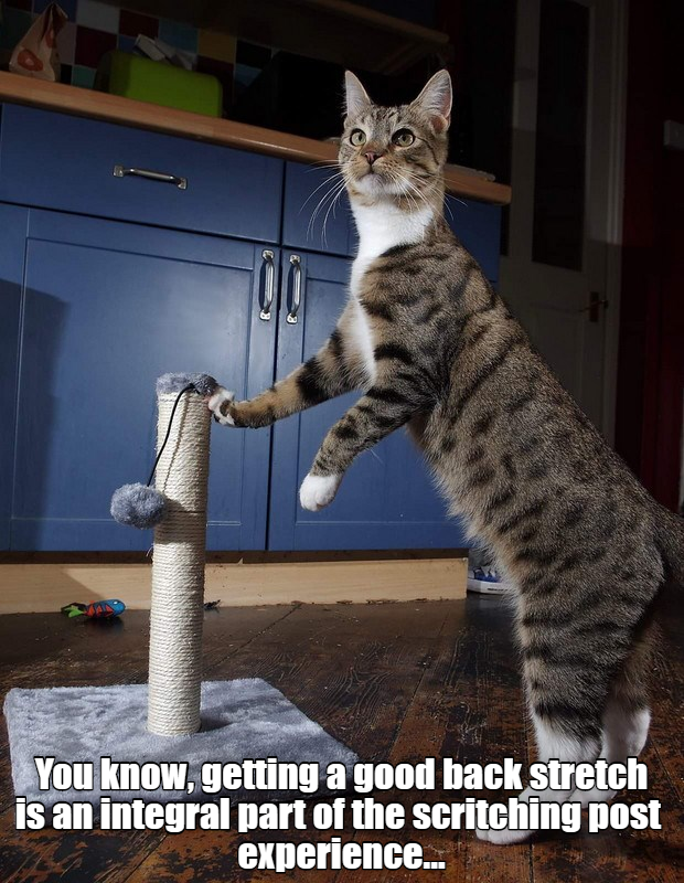 I has outgrown this stumpy scritching post - Lolcats - lol | cat memes ...