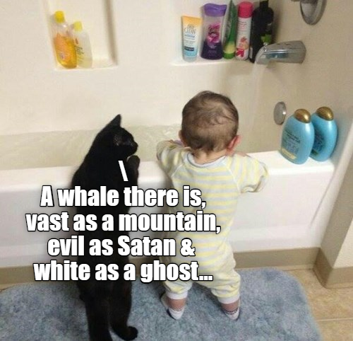 A minnow, mayhap... - Lolcats - lol | cat memes | funny cats | funny ...